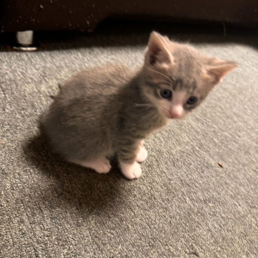 Котята ищут дом