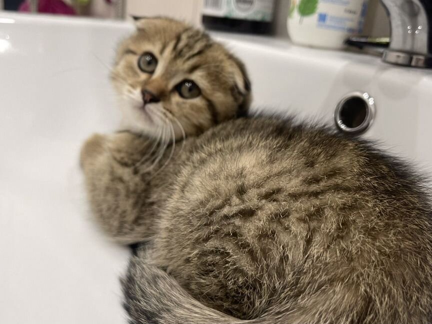 Шотландские котята