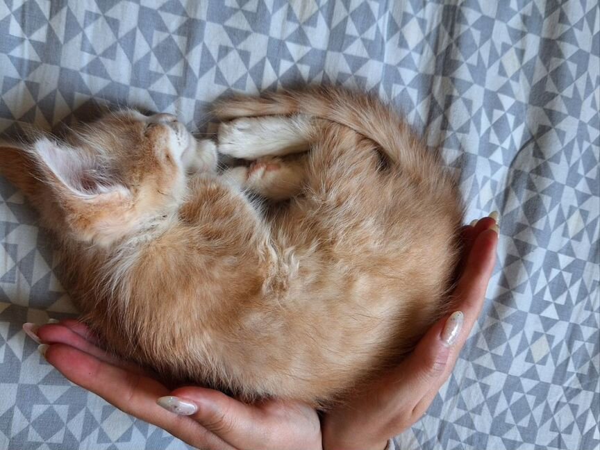 Кошка в дар бесплатно