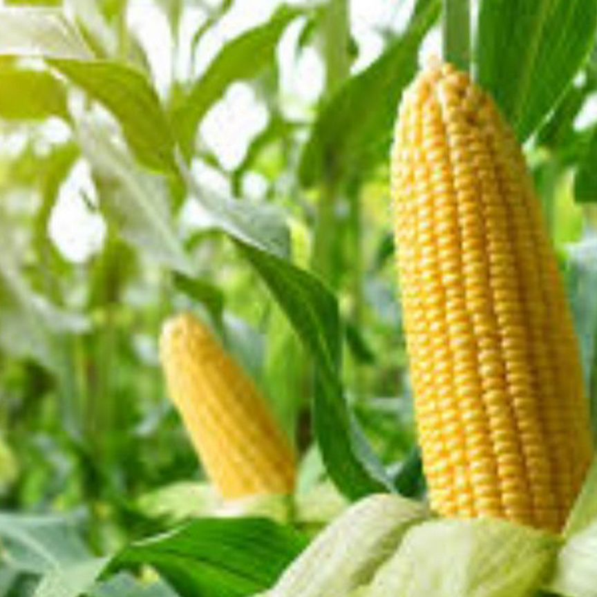 Кукуруза кормовая в початках
