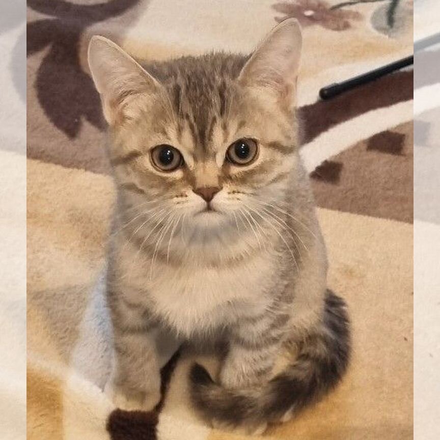 Британский короткошёрстный котёнок