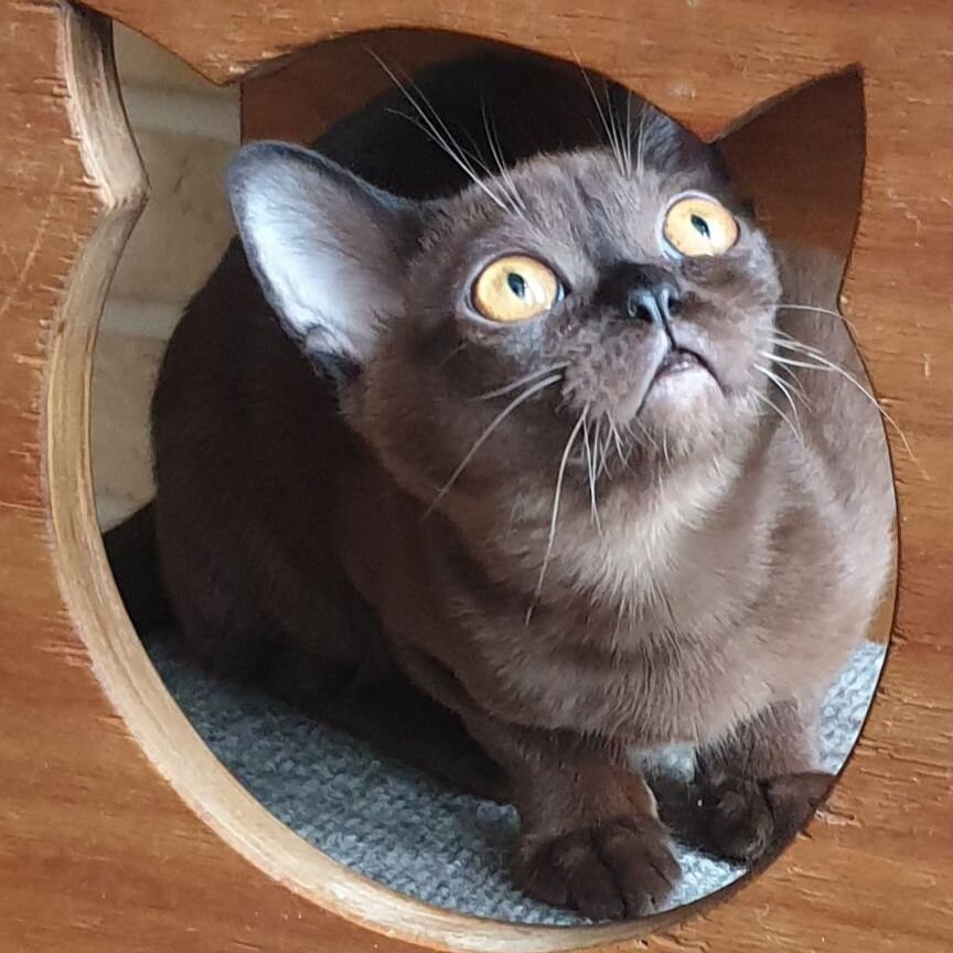 Американские бурмочки