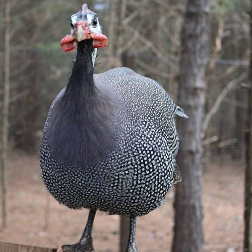 Цесарки самцы