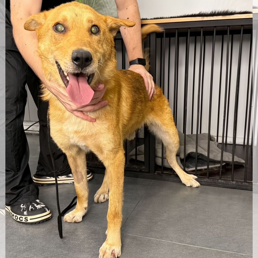 Взрослый пёс в добрые руки