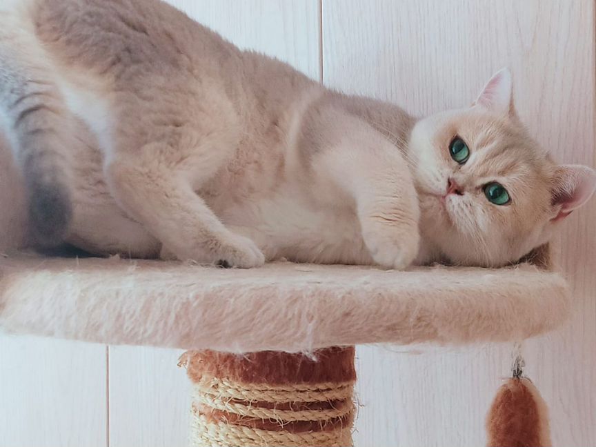 Кошка золотая шиншилла