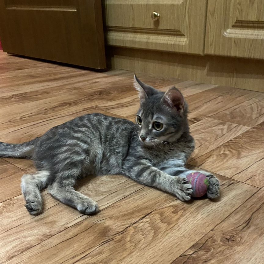 Котенок 5 мес