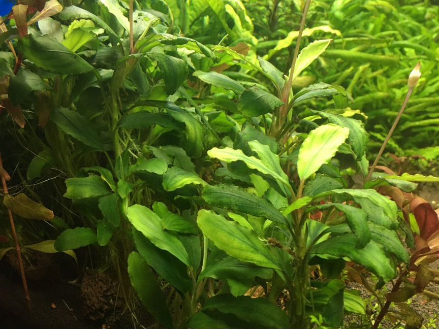 Аквариумное растение