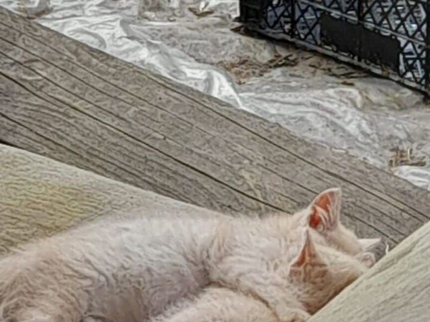 Бездомные котята