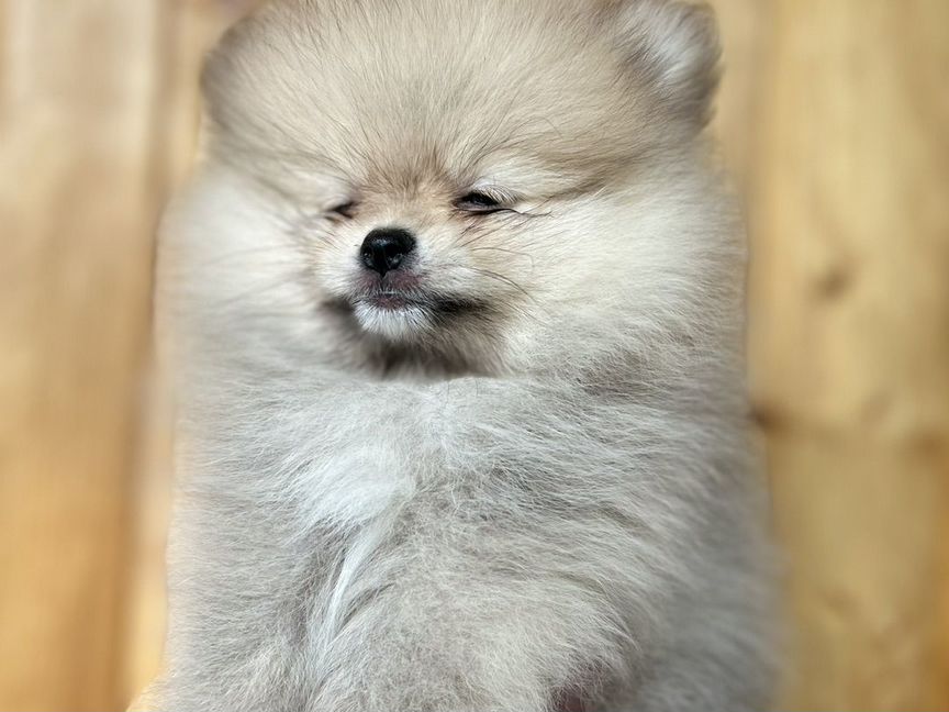 Померанский шпиц щеночки