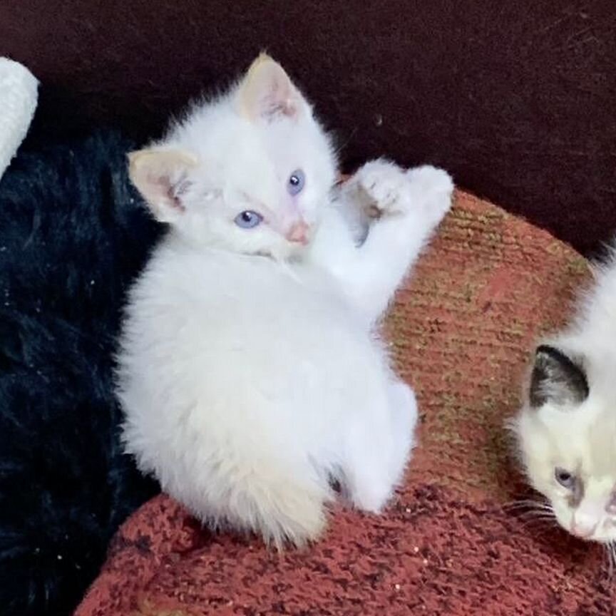 Котята в добрые руки бесплатно