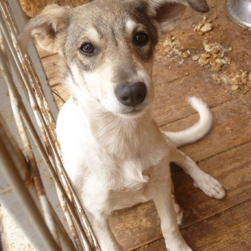 Мама и щенки попали в отлов