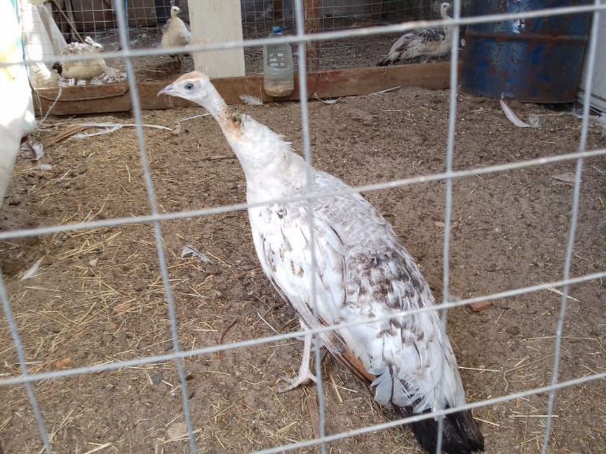 Павлинка черноплечая