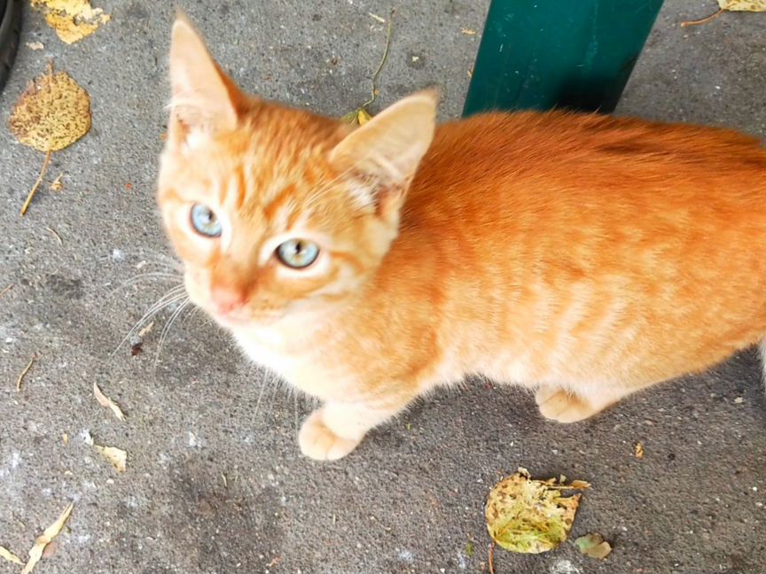 Рыжий котенок в добрые руки бесплатно