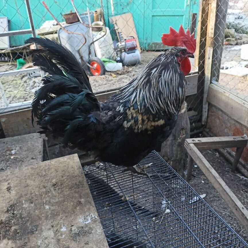 Петухи сильверудд, царскосельский, брама