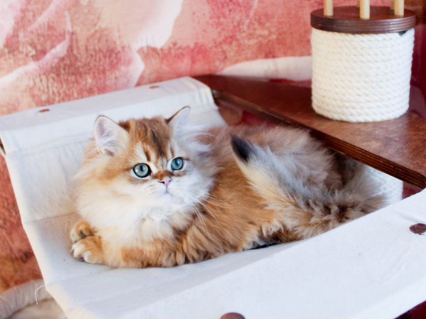 Котик золотая шиншилла