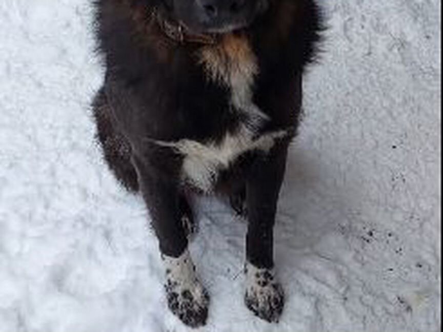 Пристраиваем чудесную собачку