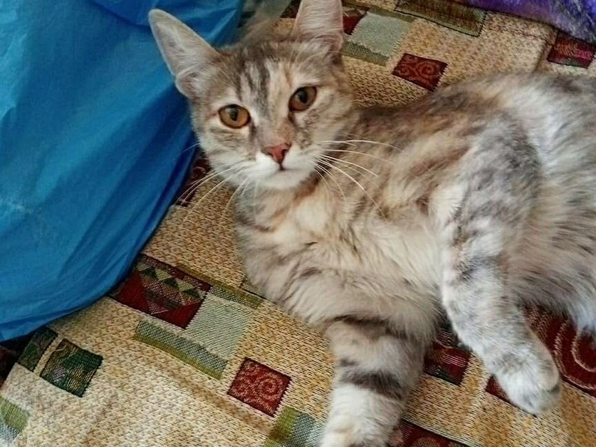 Кошка красивая 1,5 года
