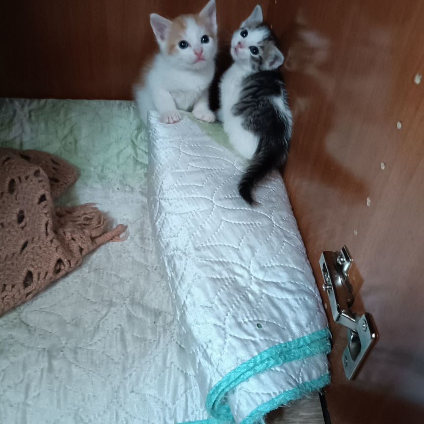 Отдам в добрые руки котят