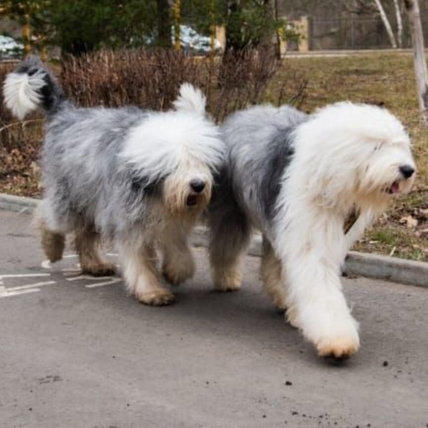 Бобтейл. Староанглийская овчарка