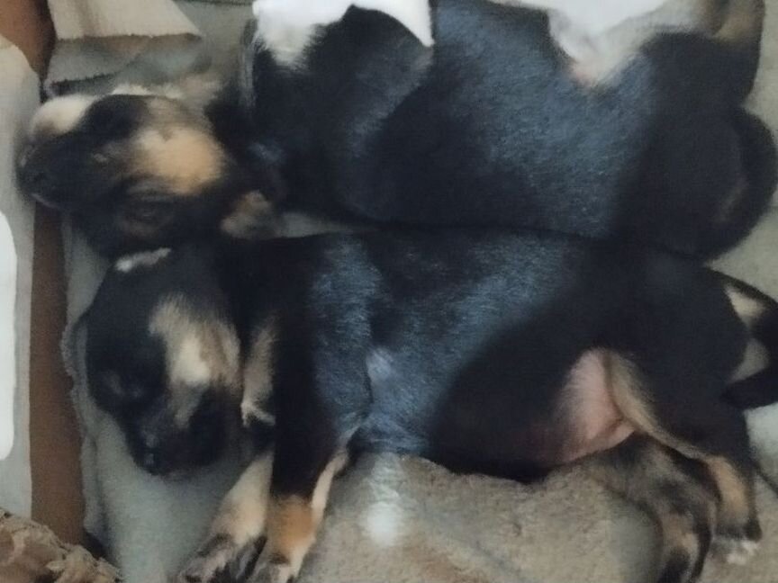 Смесь ягтырьер и очень умного красивого соседа