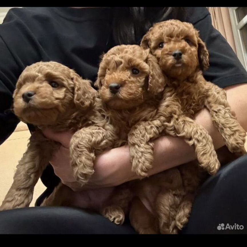Той-пудель ред браун девочка