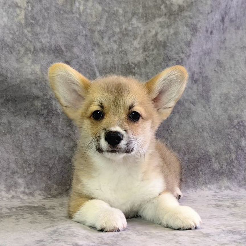 Цезарь Кинг. Мини Корги