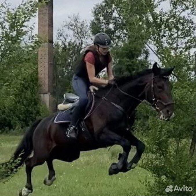 Жеребец в спорт