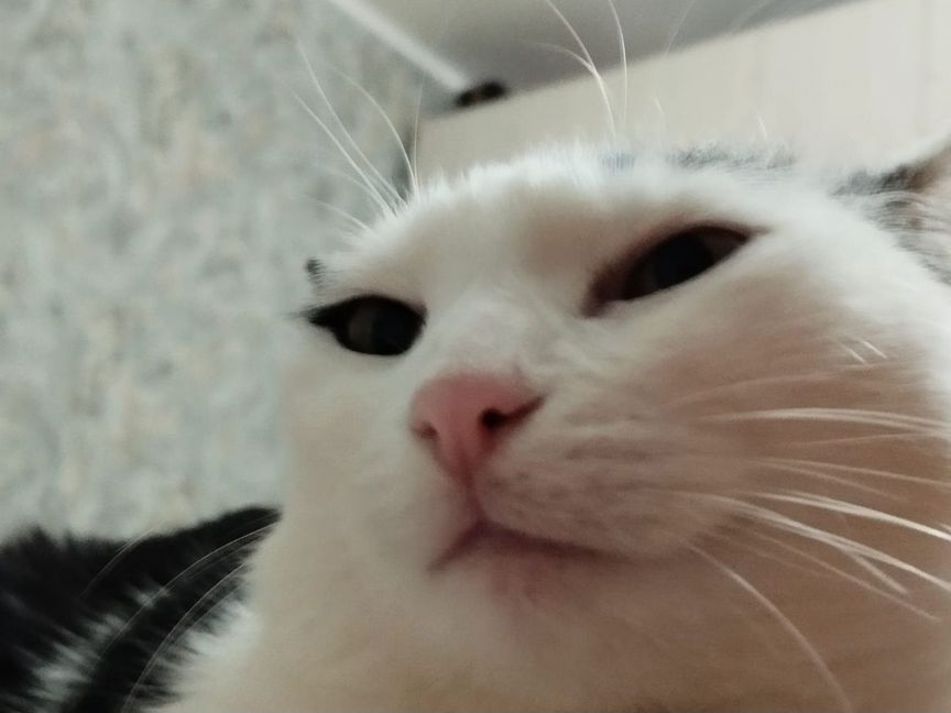 Турецкая ангора