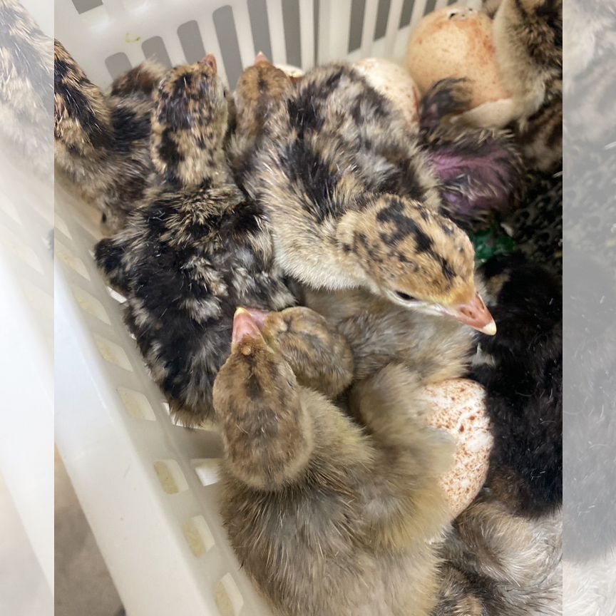 Индюшата Бронза 708 утяжеленная