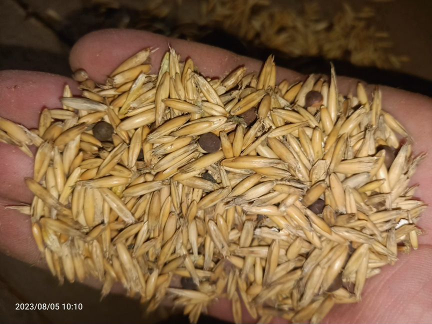 Продам Вико-овсяную смесь