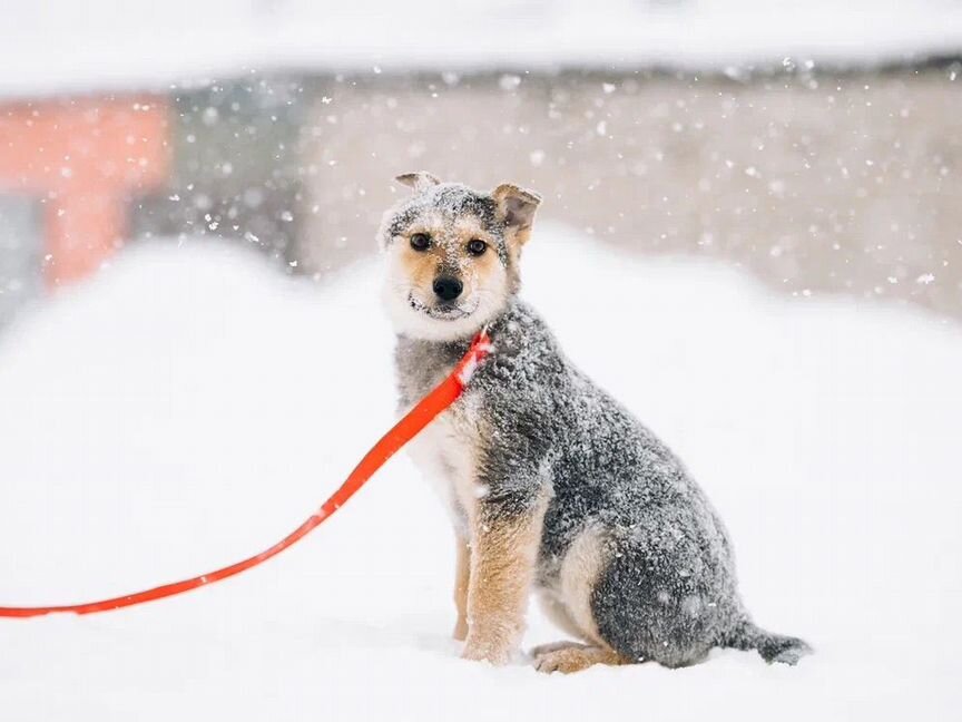 Щенок Джесси из приюта бесплатно