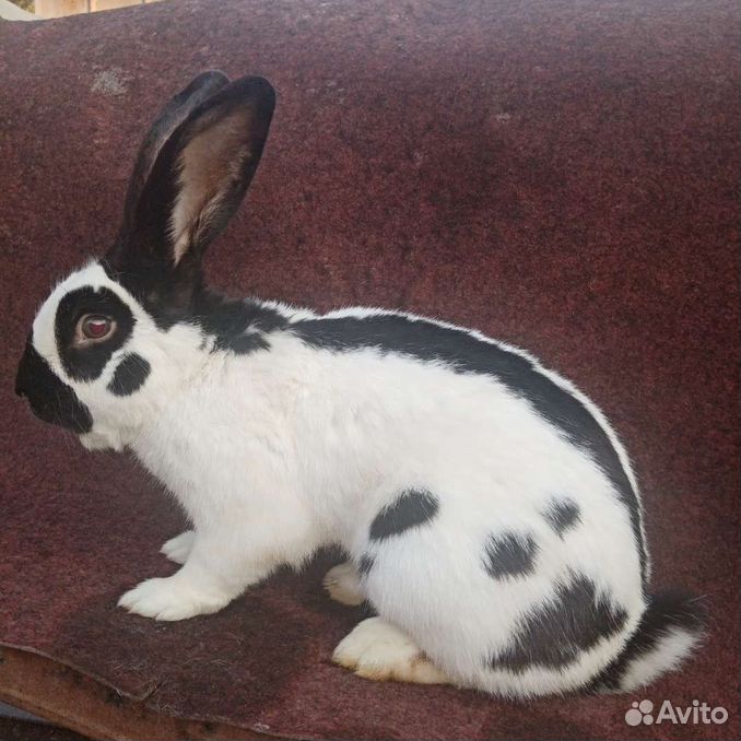 Немецкий пестрый великан