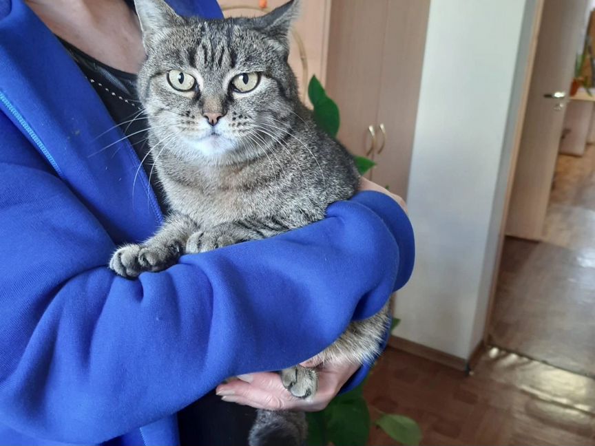 Отдам Кошу в добрые руки