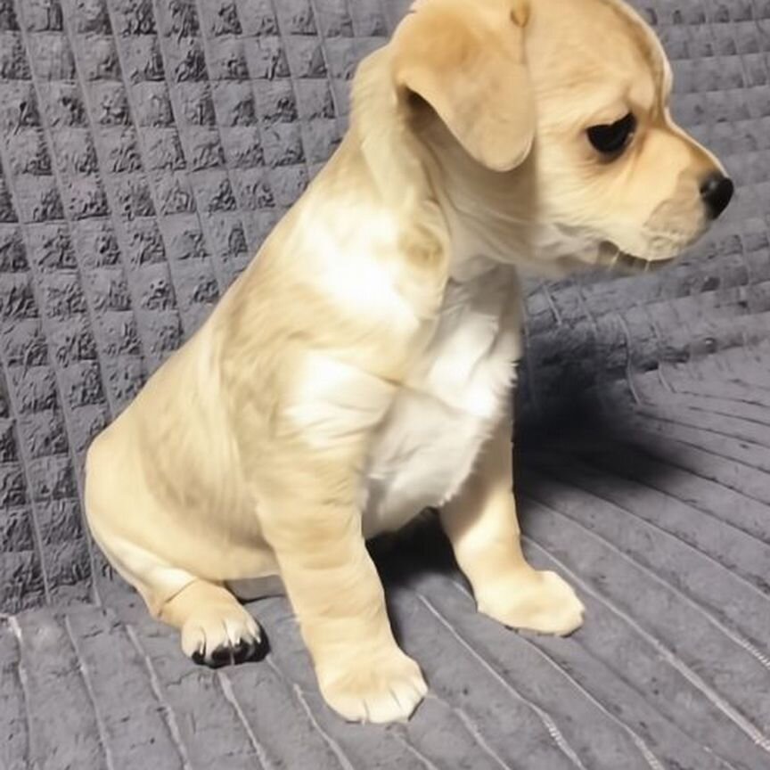 Австрийский пинчер, щенок