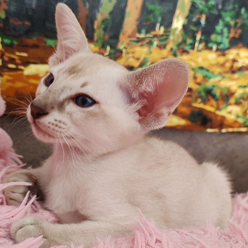 Ориентальные малыши