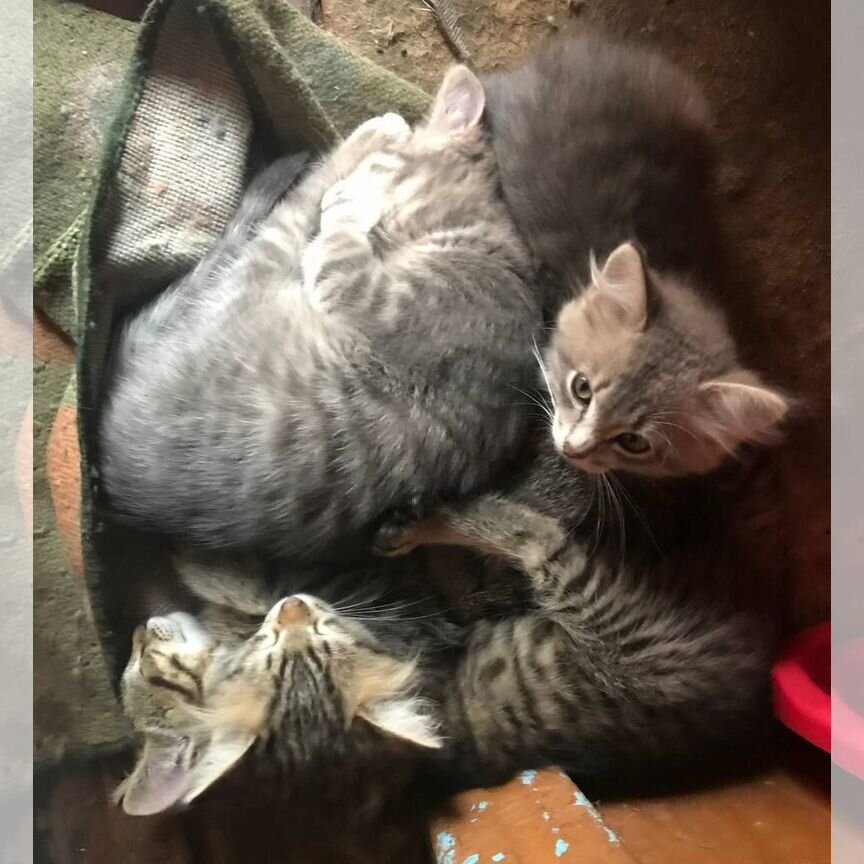 Отдадим котят в добрые руки