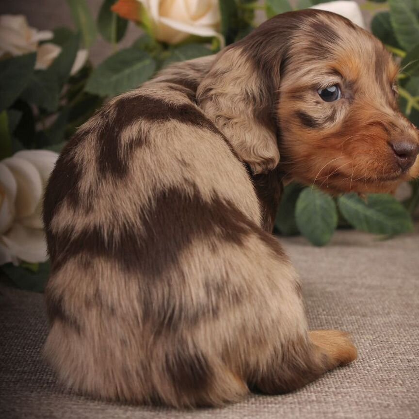 Такса, щенок