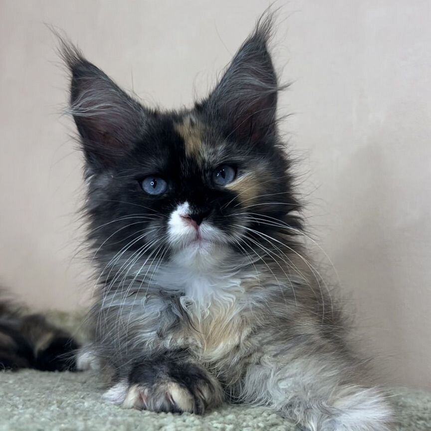 Котята мейн-кун