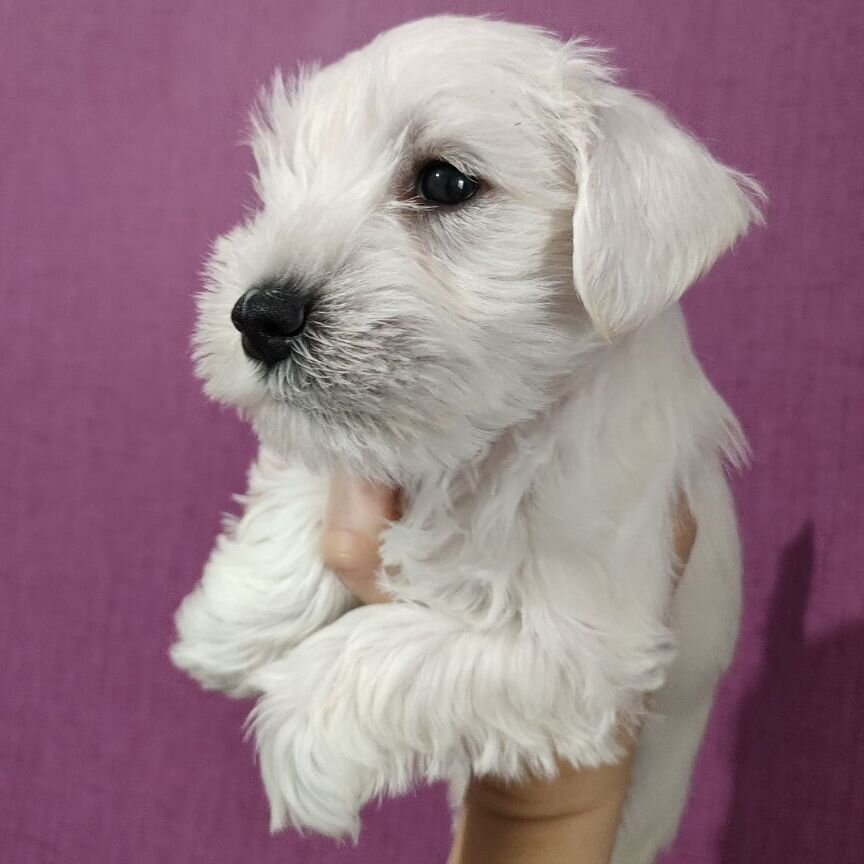 Цвергшнауцер, щенок