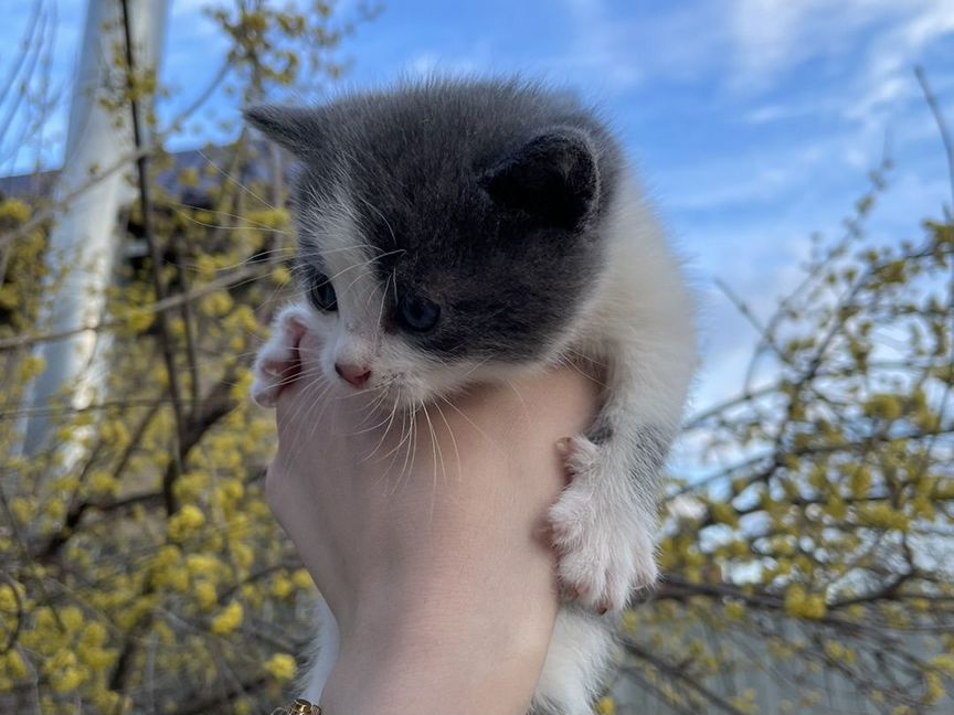 Котята Солнца в добрые руки