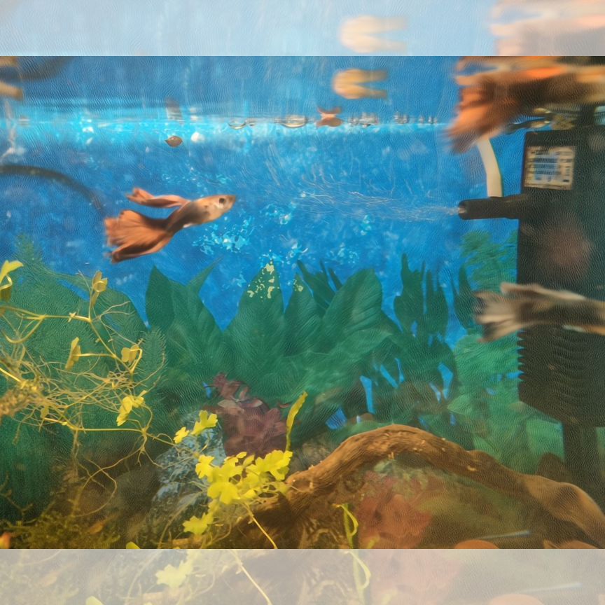 Рыбки гуппи