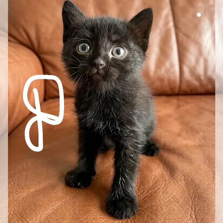 Котёнок в добрые руки