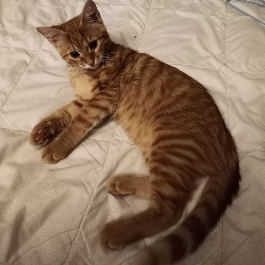 Котенок