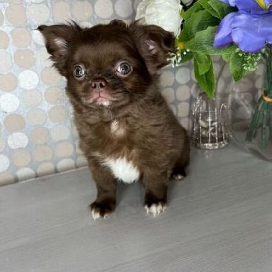 Шоколадный кудряшка