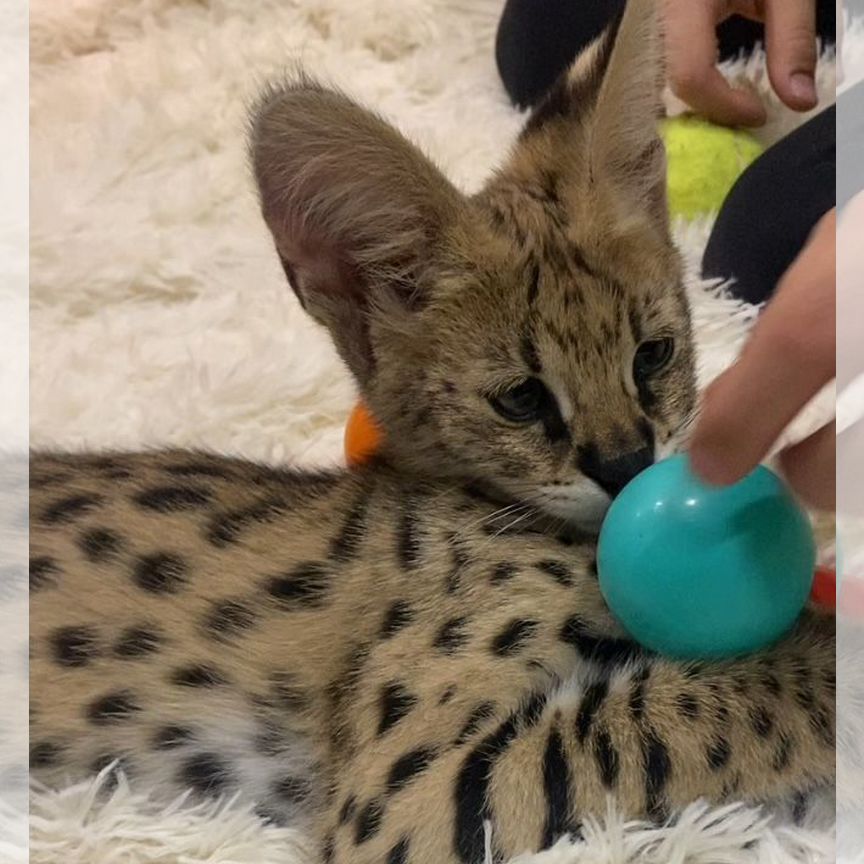 Саванна котёнок