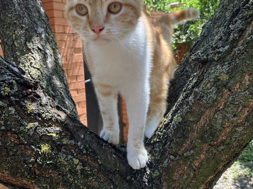 Кошка