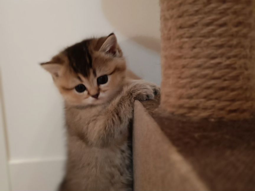 Шотландские котята шиншилла