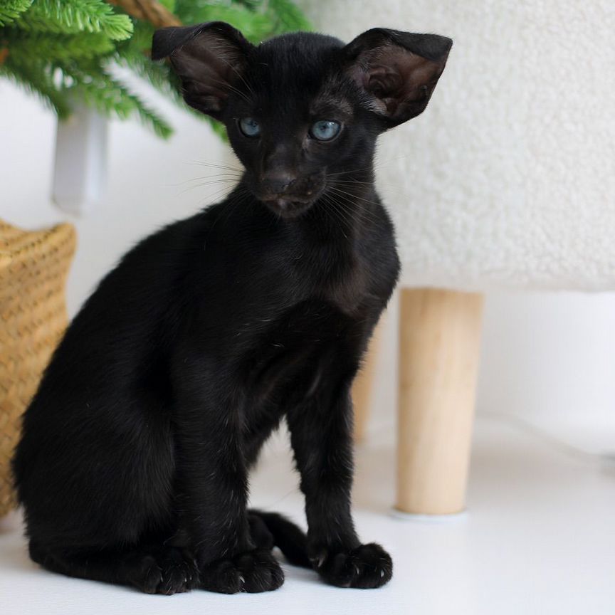 Ориентальный котёнок