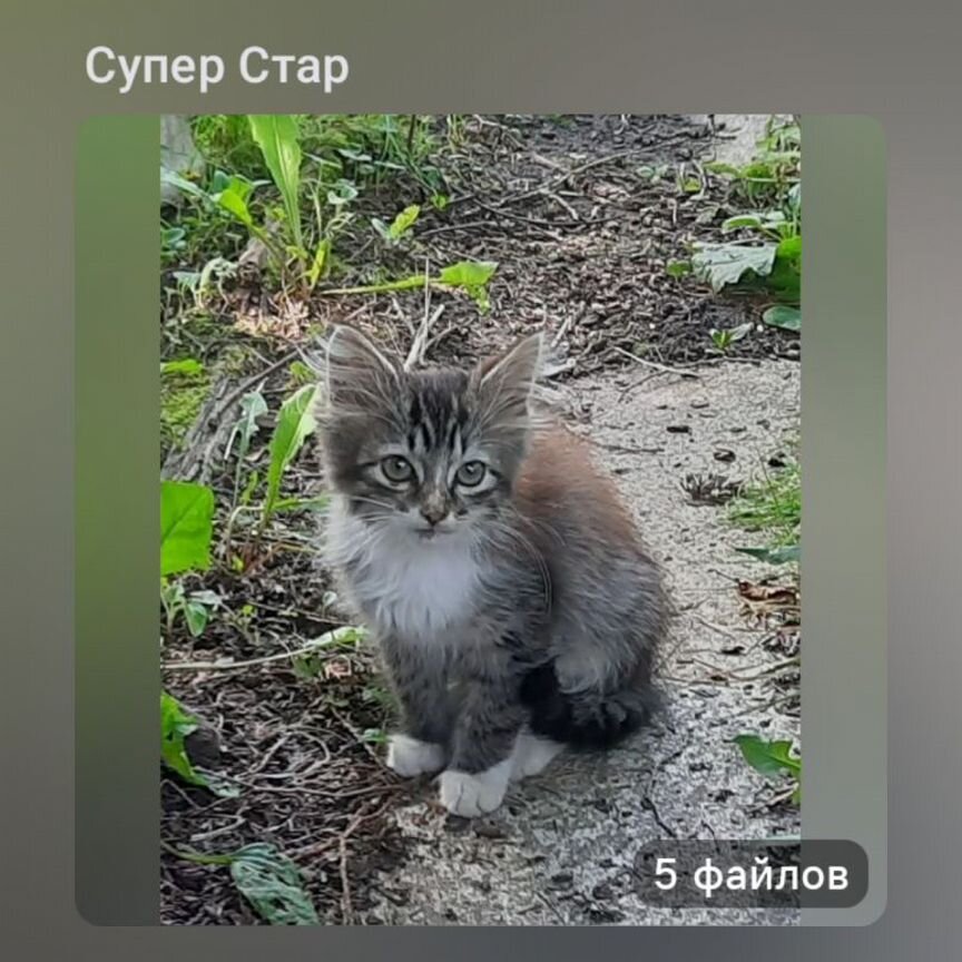 Котята умирают