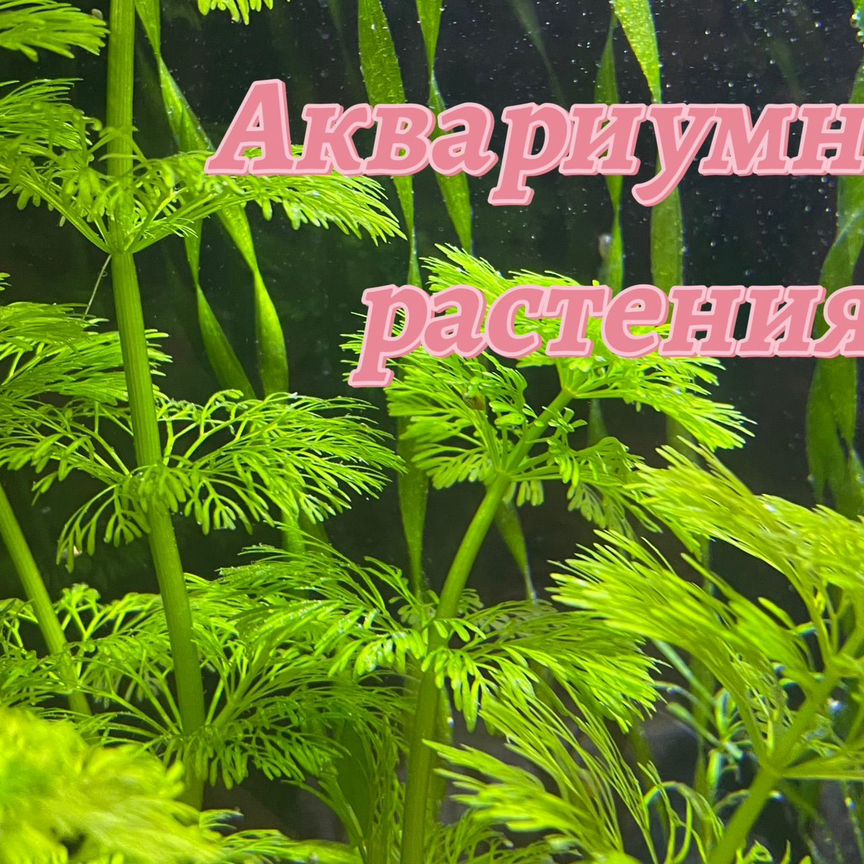 Растения для аквариума